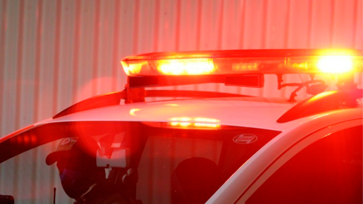 Cão farejador encontra porções de crack em plantação de milho - Uaaau!